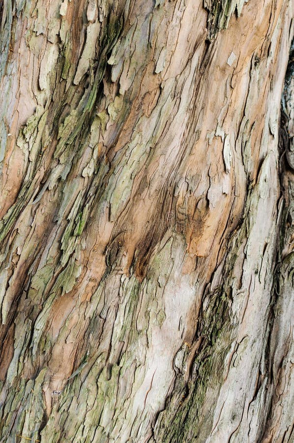 Brown bark of a tree stock image. Image of wood, pattern - 28191479