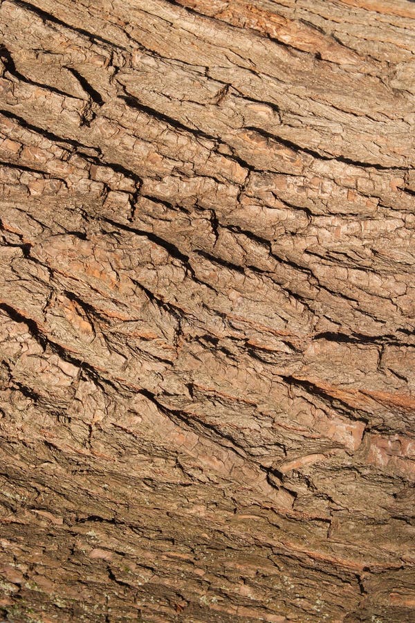 Brown Bark on Tree Trunk Close Up Stock Image - Image of closeup, plant ...