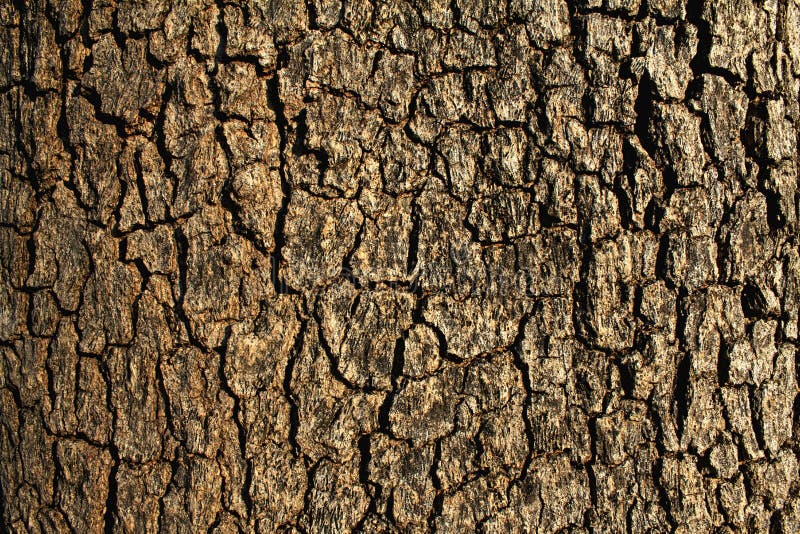 Brown bark wood texture stock image. Image of wallpaper - 67409559