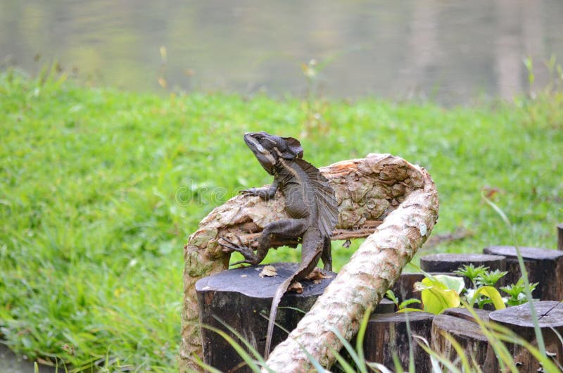 Brown Basilisk, Basiliscus Vittatus, In The Nature Habitat. Beautiful ...