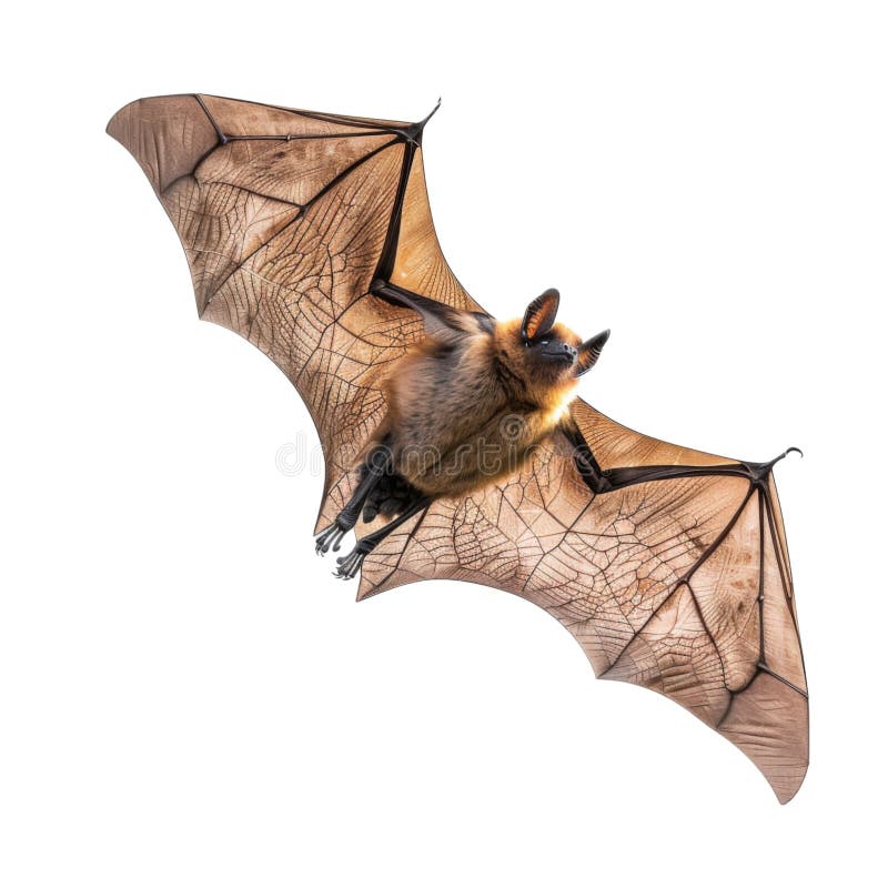 A Brown Bat in Flight with Its Wings Spread Wide Stock Image ...