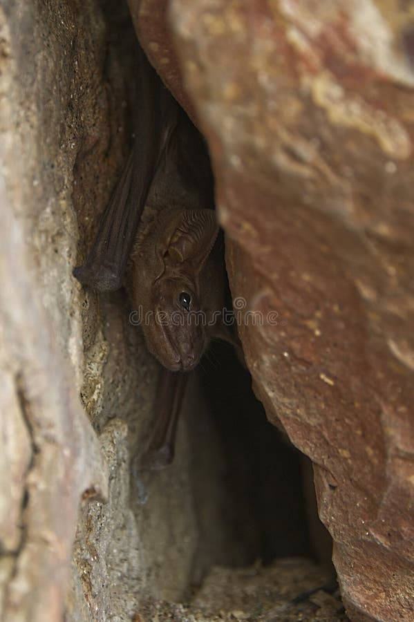 Brown Bat Hidden in a Cavity during the Day Stock Image - Image of ...
