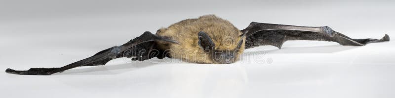 Baby Bat Sitting on Finger stock image. Image of wildlife - 25665523