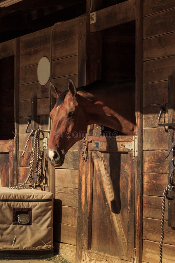 Brown Bay Horse View Out the Stable in a Barn Stock Photo - Image of ...