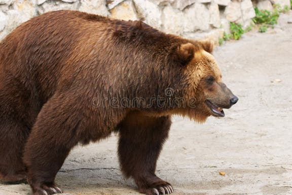 Brown bear stock image. Image of brown, beast, furry - 11141941