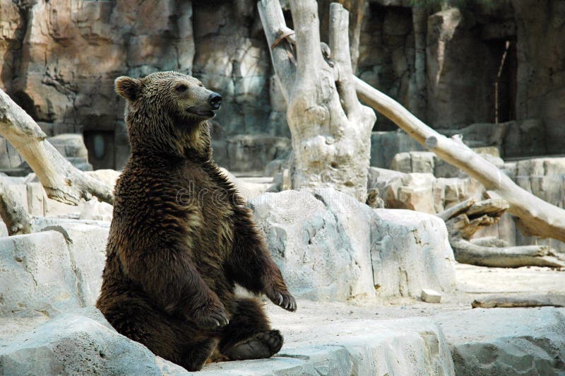 Brown Bear On Rock Picture. Image: 82959682