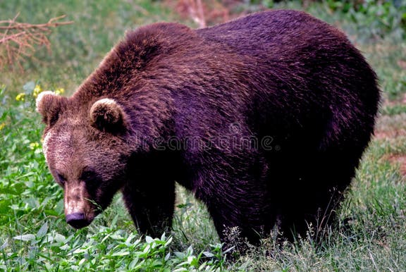 Brown bear stock image. Image of wildlife, single, observe - 1334153
