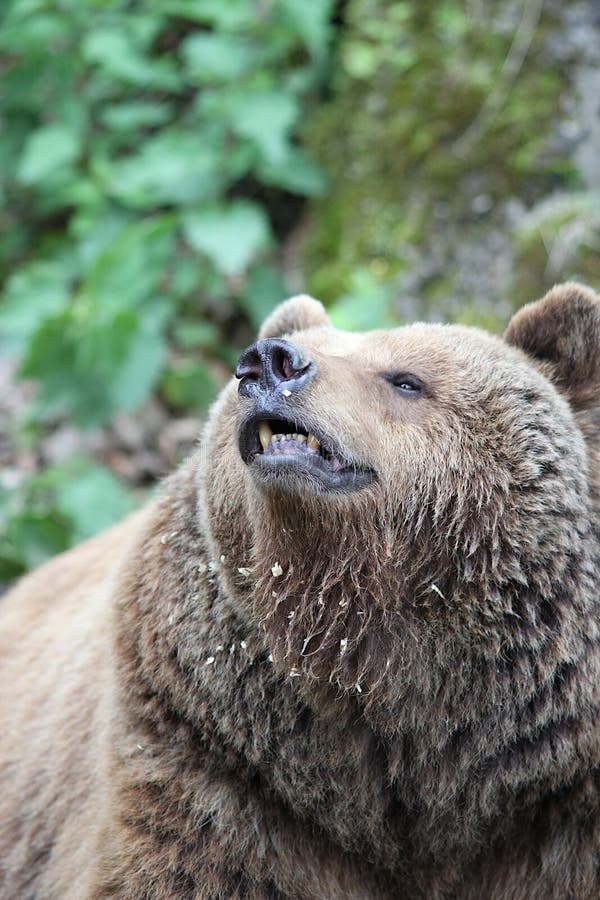 Brown Bear stock image. Image of predator, animal, mouth - 14415061