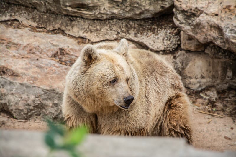 Brown bear stock image. Image of nature, israel, animals - 167332837