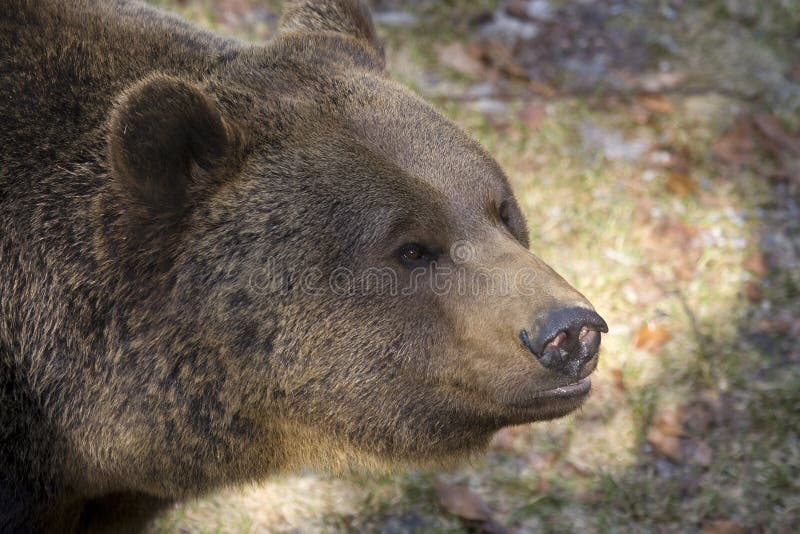 Brown bear stock image. Image of forest, hunt, combat - 19071953