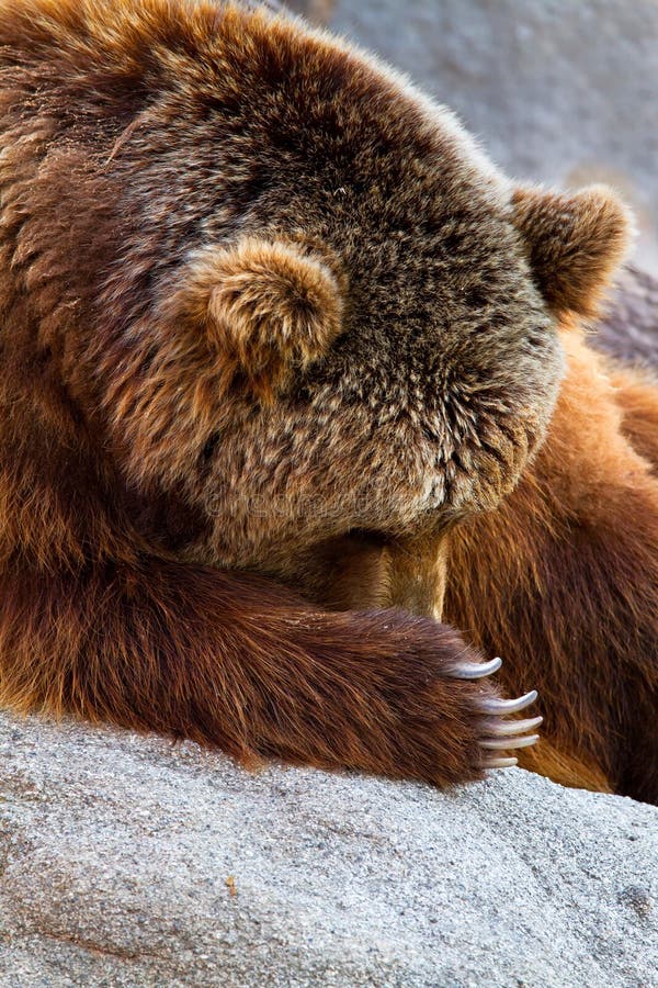 Tired grizzly bear stock image. Image of natural, nature - 24478171