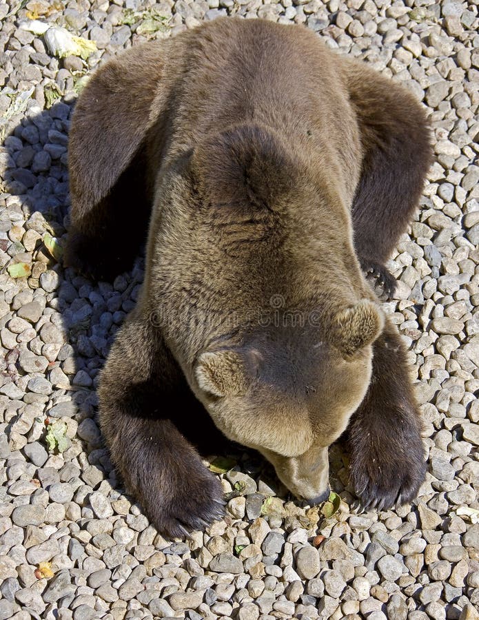 Brown bear 25 stock photo. Image of snarl, ecology, species - 13264074