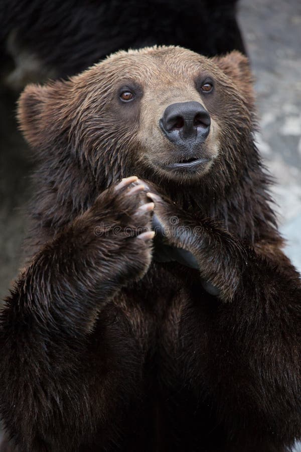 Bear Raising Paw stock image. Image of lazy, hair, wildlife - 6658481