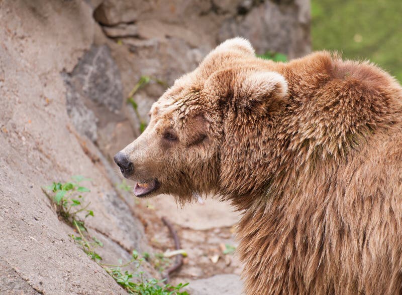 Brown Bear Side View Stock Images - Download 490 Royalty Free Photos