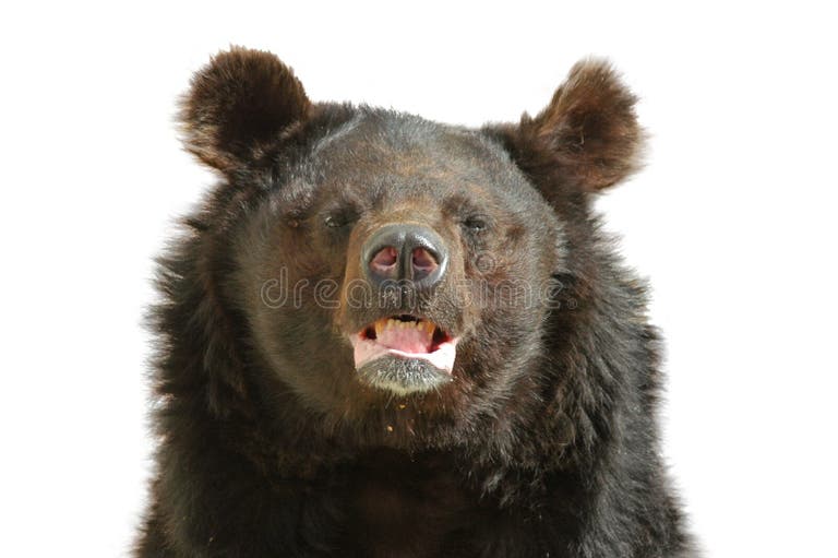 Brown bear stock image. Image of bear, wild, animal, bathing - 3142931