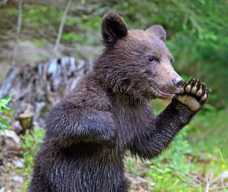 Brown bear stock photo. Image of small, flora, omnivore - 34650166
