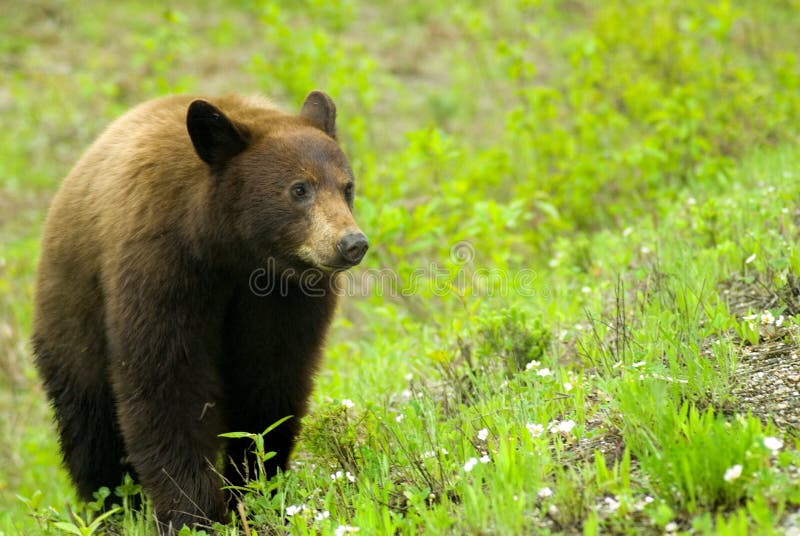 Brown Bear stock image. Image of british, wild, bears - 5820421