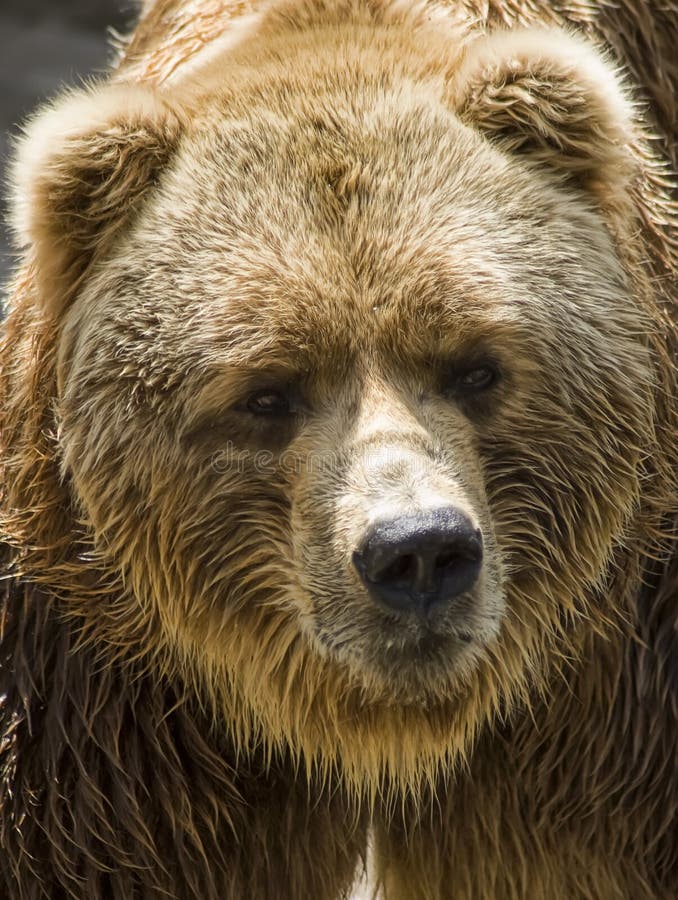 Brown bear stock photo. Image of snout, portrait, carnivoran - 9910228