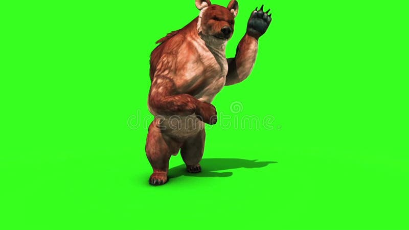 Brown BEAR Attacks Loop Front Green Screen 3D Rendering Animation Stock ... Brown BEAR Attacks Loop Front Green Screen 3D Rendering Animation Stock ...