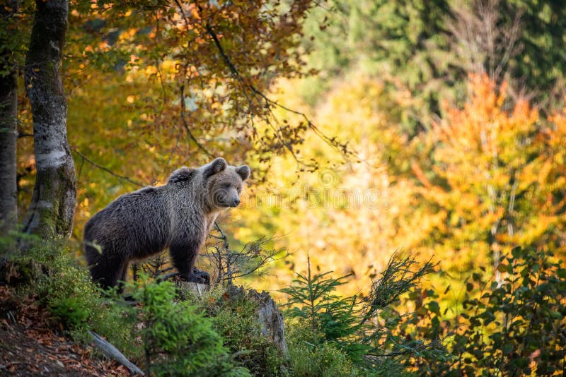 Brown Bear in Autumn Forest Stock Photo - Image of nordic, grizz: 161650218