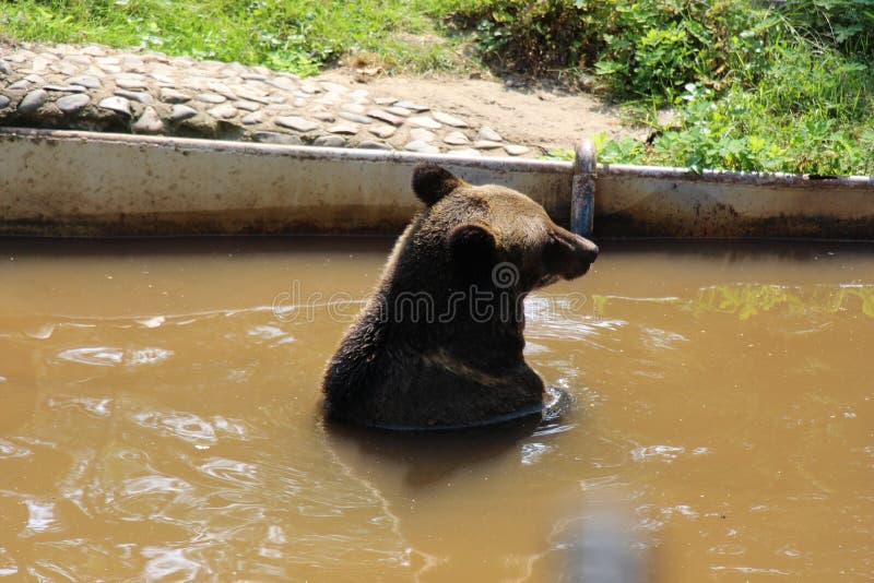 Brown bear bathes stock photo. Image of brown, animals - 98570782