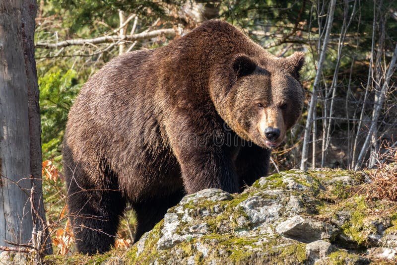 Brown Bear in the Bavarian Forest, Germany Stock Image - Image of wild ...