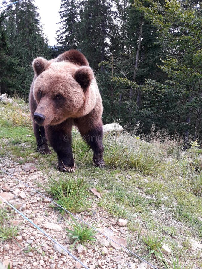 Brown bear stock photo. Image of mammal, animal, deer - 259834868