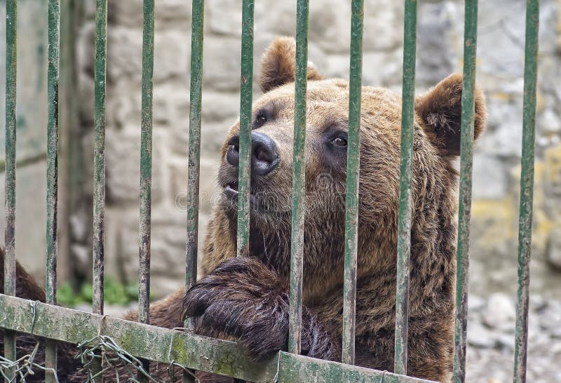 Brown bear behind bars stock photo. Image of sadness - 36509776