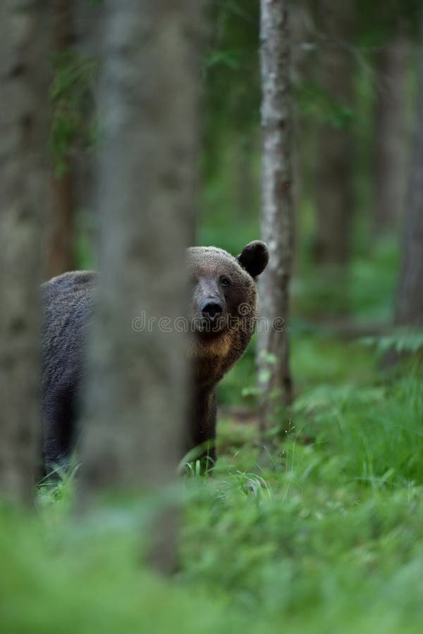 Brown bear behind a tree stock photo. Image of carnivore - 121476766