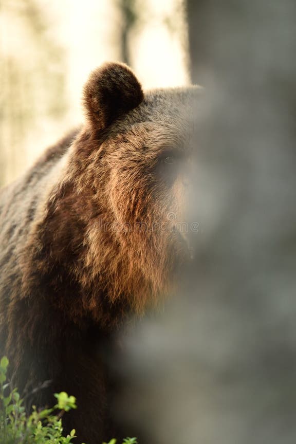 Brown bear behind a tree stock photo. Image of ursus - 75132290
