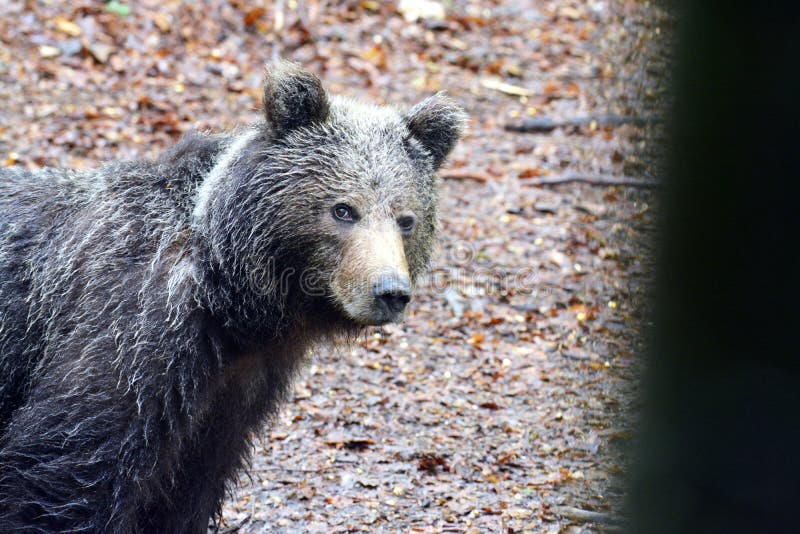 The Brown Bear Behind the Trees Stock Photo - Image of young, outdoors ...