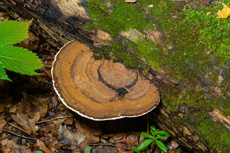 Brown Bear Bread Mushroom with White Borders and Green Moss in the ...