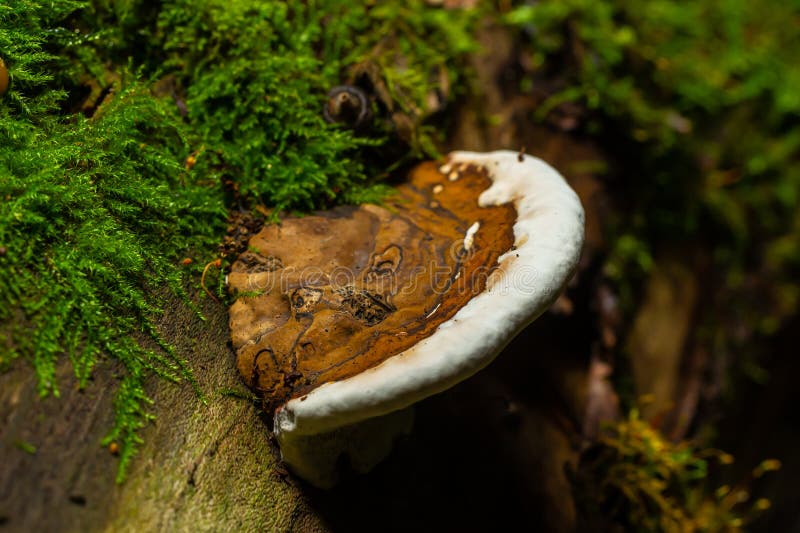Brown Bear Bread Mushroom with White Borders and Green Moss in the ...