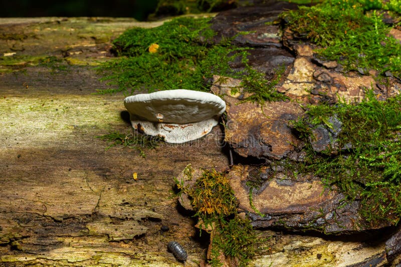 Brown Bear Bread Mushroom with White Borders and Green Moss in the ...
