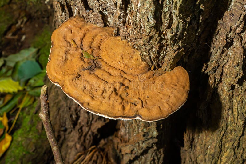 Brown Bear Bread Mushroom with White Borders and Green Moss in the ...
