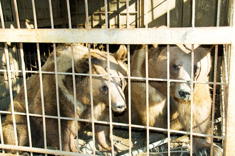 Brown bear in the cage stock image. Image of grizzly - 12081207