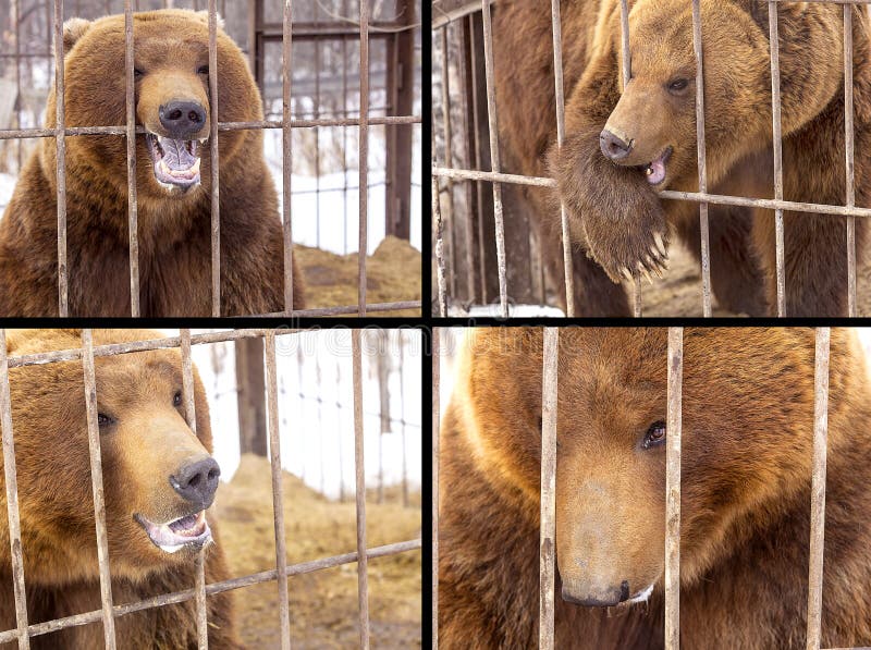 Brown bear in a cage stock photo. Image of metal, wild - 130042084