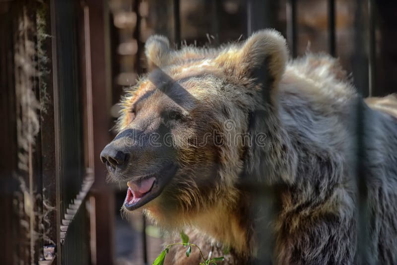 Brown bear in a cage stock image. Image of capture, head - 122646595