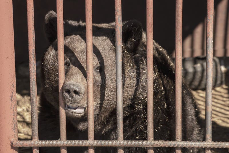 Brown bear in a cage. stock photo. Image of distress - 207446234