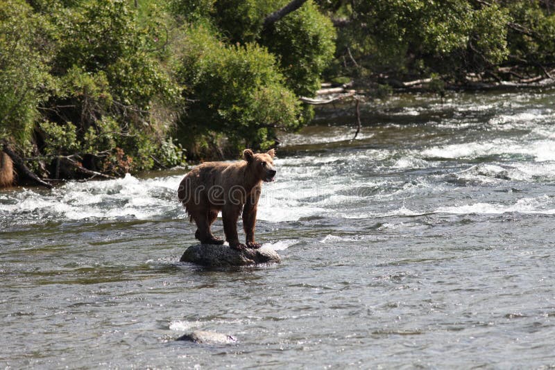 Brown Bear Catching a Fish in the River in Alaska Stock Photo - Image ...