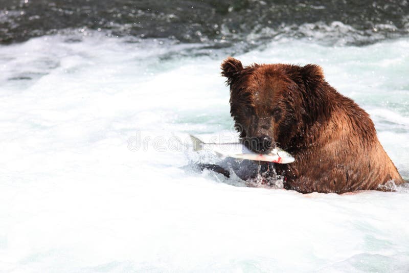 Brown Bear Catching a Fish in the River in Alaska Stock Photo - Image ...