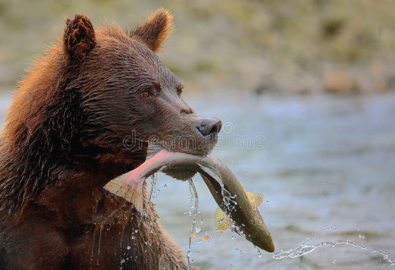 Brown Bear Catching Fish in the River Looking Aside Stock Image - Image ...