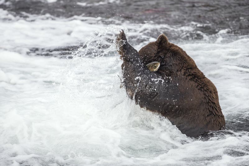 Bear Catching Fish at Katmai National Park and Preserve Stock Photo ...