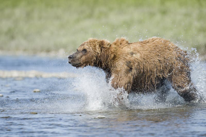 Grizzly Bear stock photo. Image of estuary, ecology, jump - 32005336