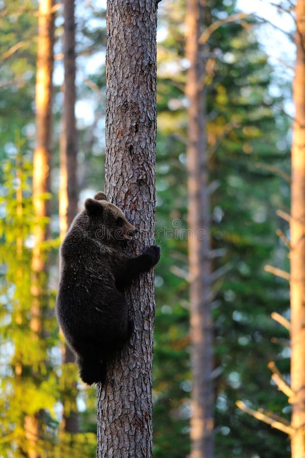 Brown bear climbing stock photo. Image of wild, ursus - 32588950