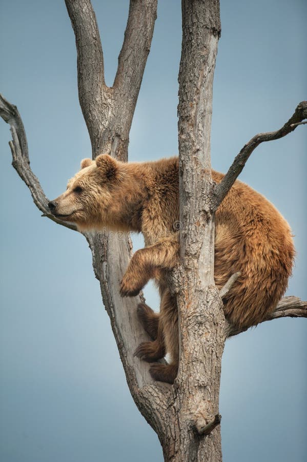 Brown Bear Climbing in Tree Stock Photo - Image of coat, young: 180931212
