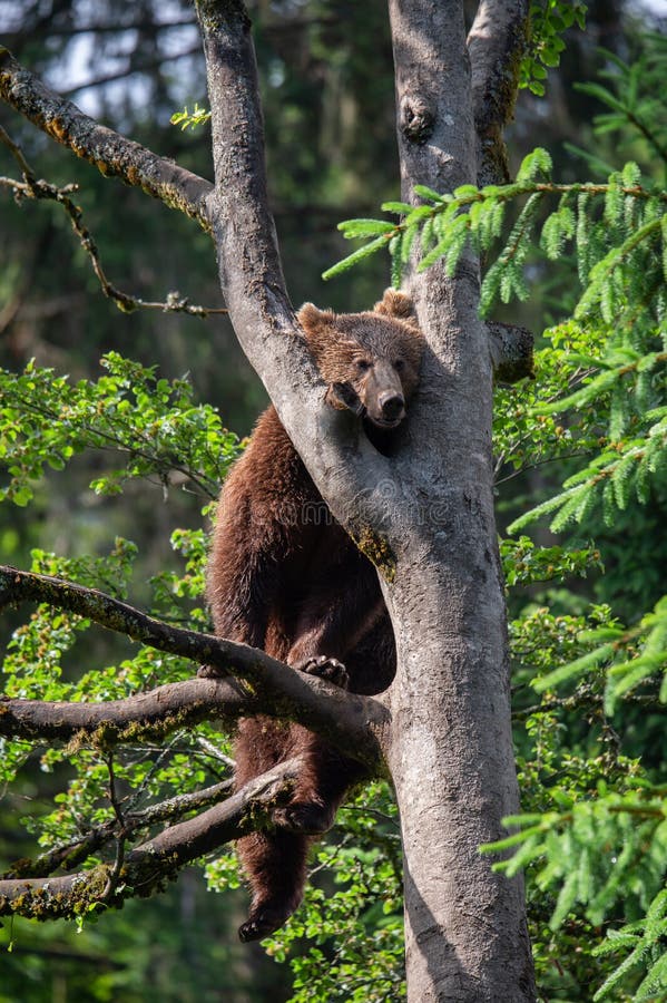 Brown Bear Climbing Up a Tree Stock Photo - Image of deciduous ...