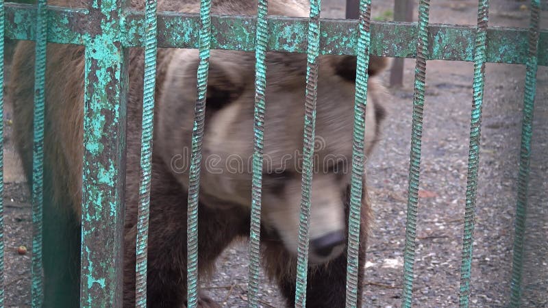 Bear closed in zoo cage stock video. Video of animals - 266727199