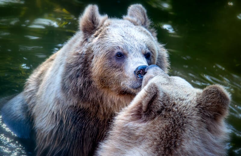 Brown Bear Couple Being Affectionate To Each Other Stock Image - Image ...