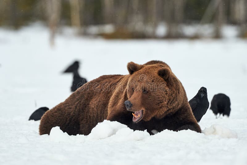 Bear Surrounded Crows Stock Photos - Free & Royalty-Free Stock Photos ...